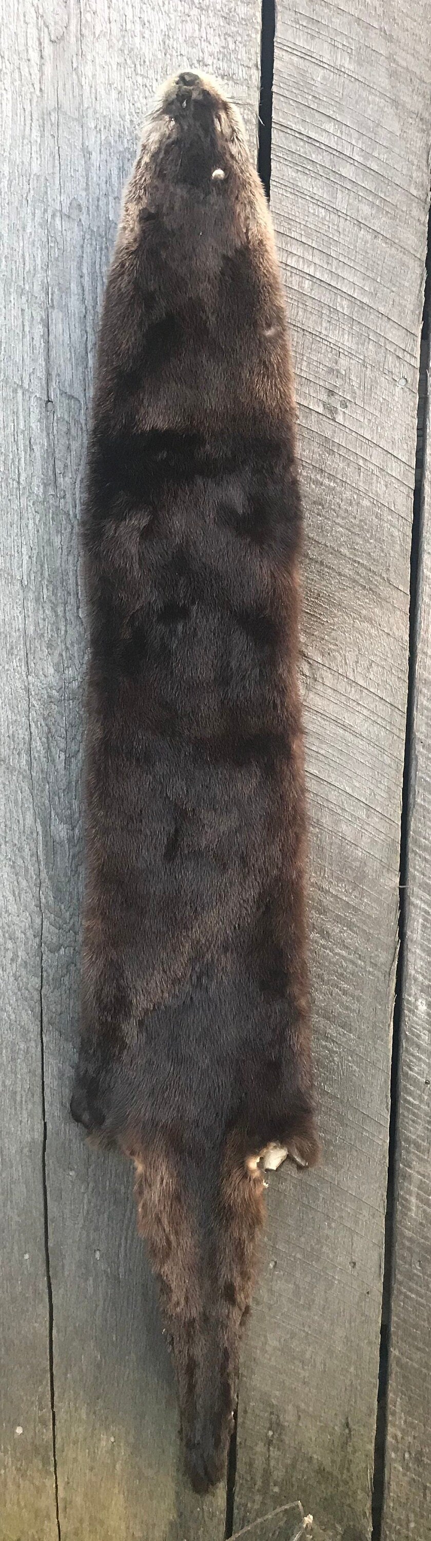River Otter fur, River Otter, Otter Pelt, Kentucky Otter, XXL Otter, R ...
